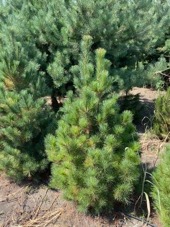 Сосна кедровая Pinus sibirica купить в Санкт-Петербурге по цене от ...